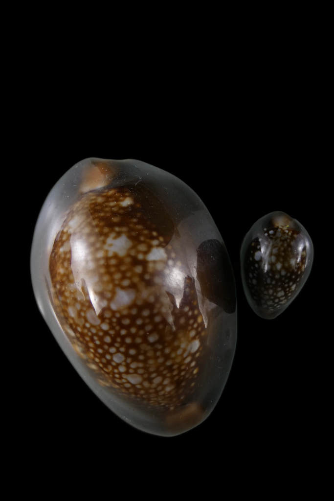 Monetaria caputserpentis ... Extremly small ... 16,51 mm Gem - Thelsica
